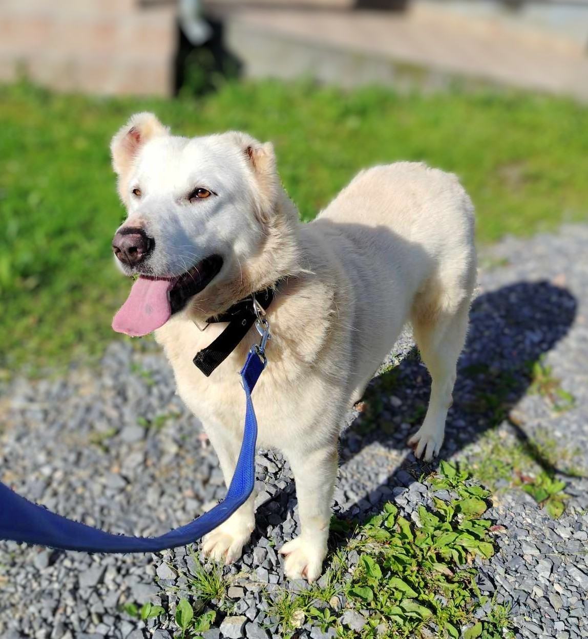 Hera, sto reći na ovo lijepu pasicu? Sklad karaktera i izgleda!