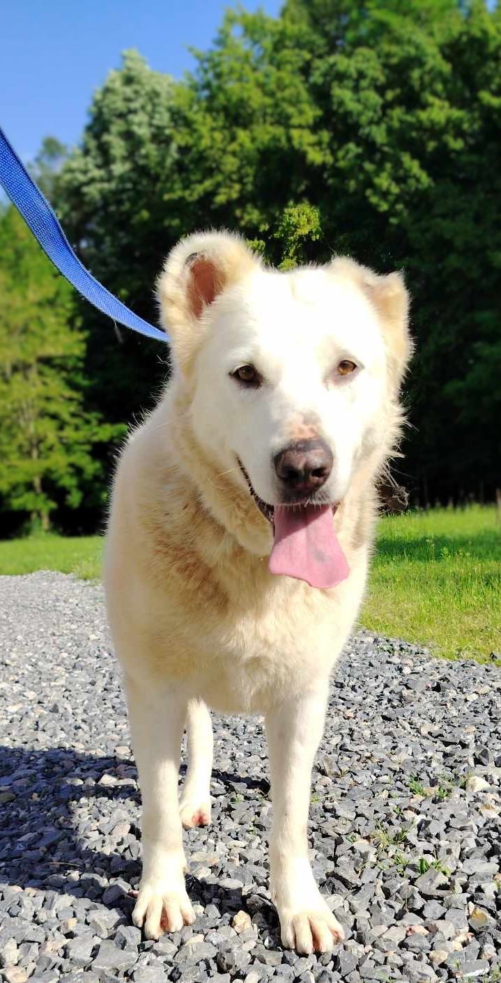 Hera, sto reći na ovo lijepu pasicu? Sklad karaktera i izgleda!