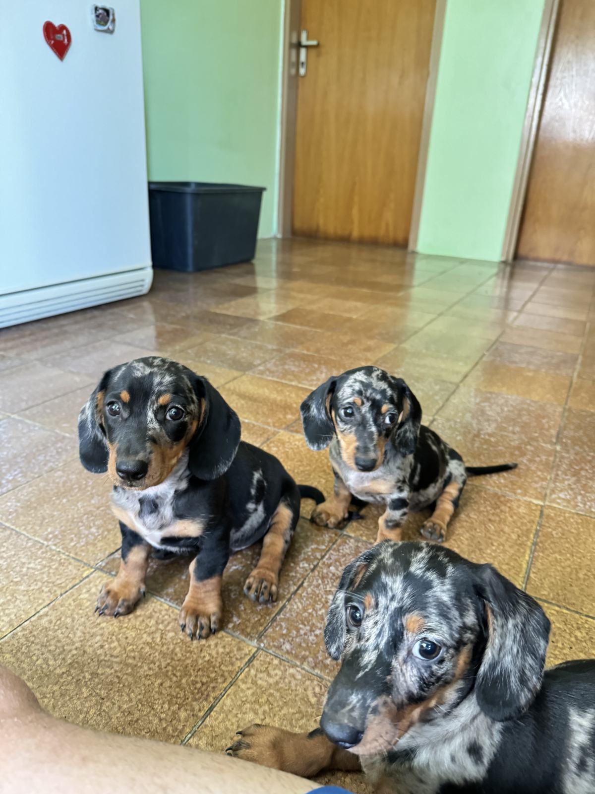 Jazavčar štenci-choco merle