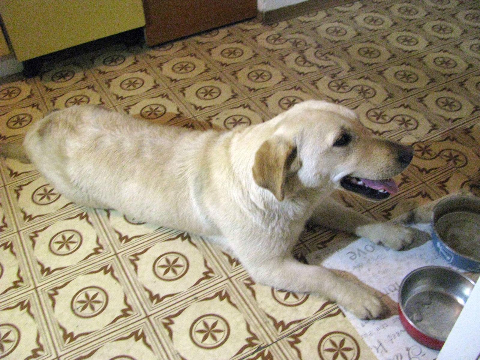 Labrador mali