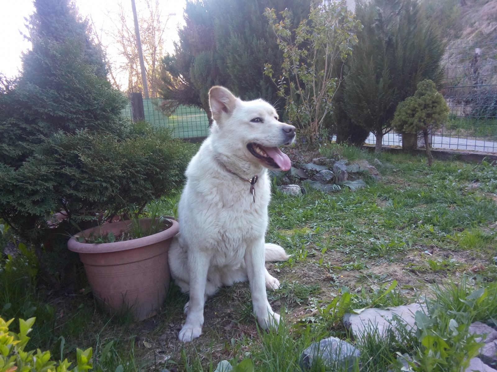 Poklanjamo 2 prelijepe ženke LABRADOR-SAMOJED starosti 8 god.