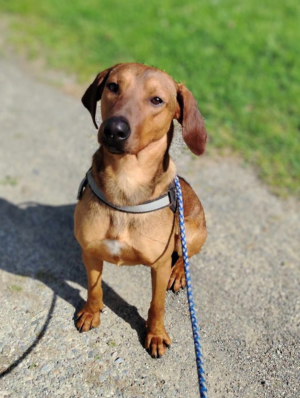 Leon, jedan i jedini, super pas Leon