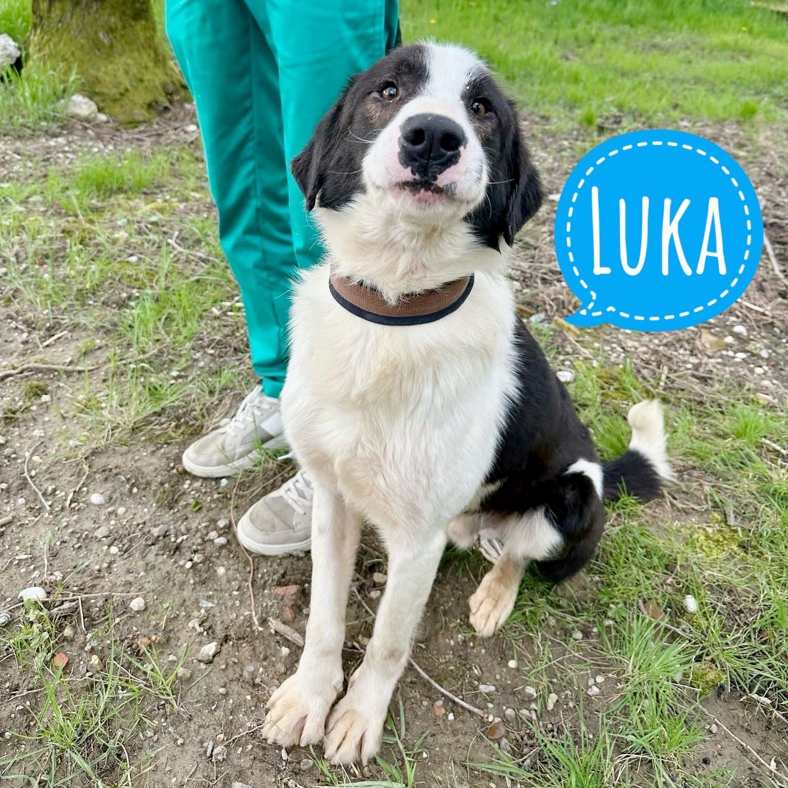 LUKA, mršavi pas iz azila treba dom, mješanac Border Collia i tornjaka