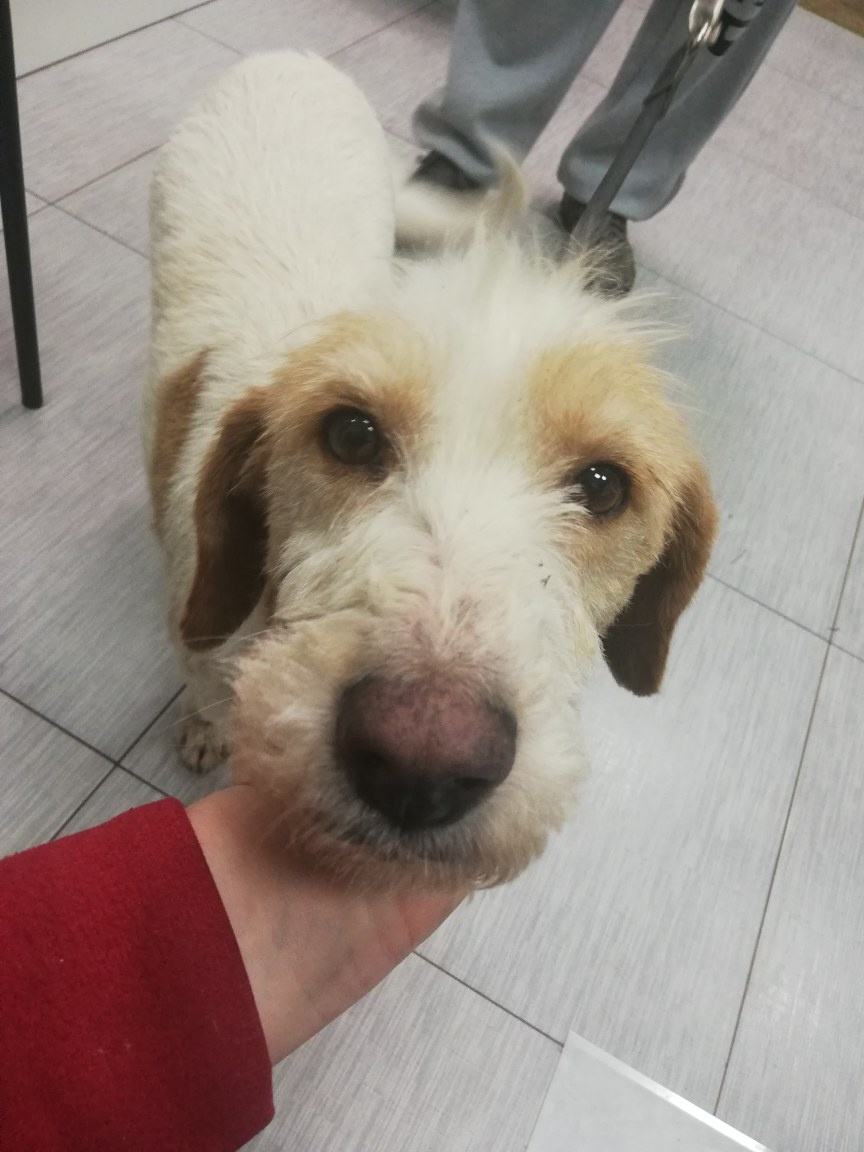 Luna, traži dom! ️