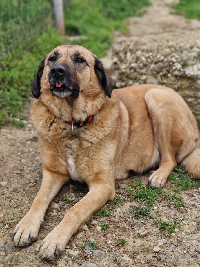 Kraljica Luna traži dom!