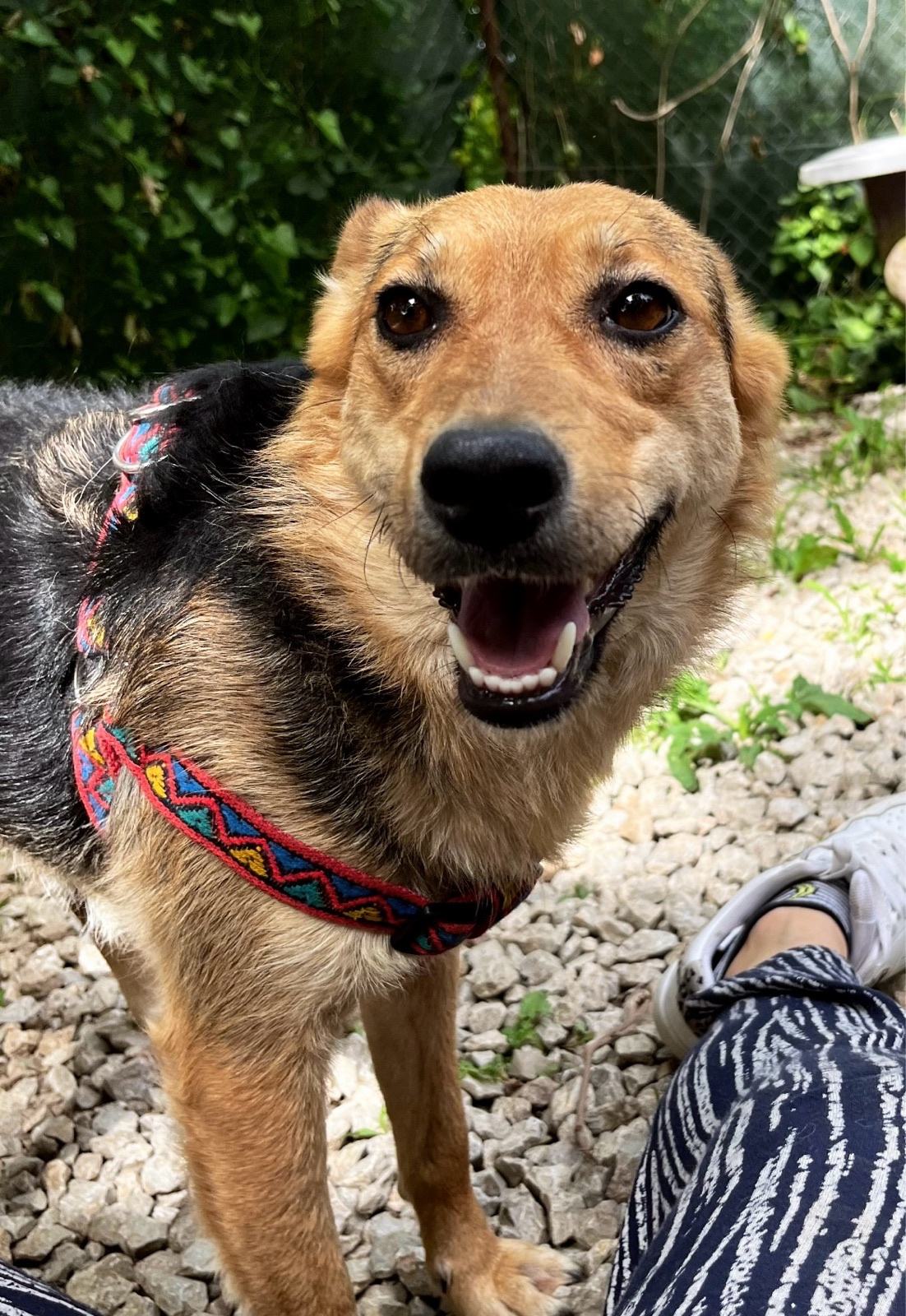 Malena Suzy trazi dom ️