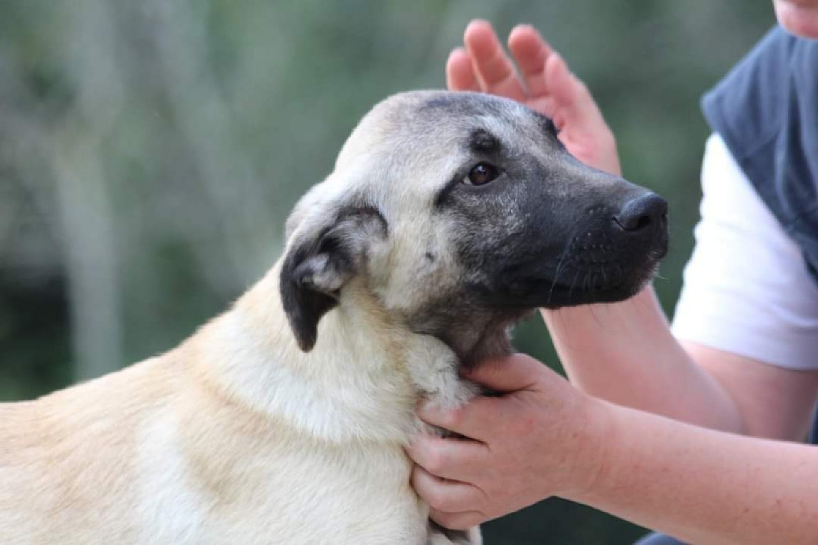 Maya, beba kangal traži dom