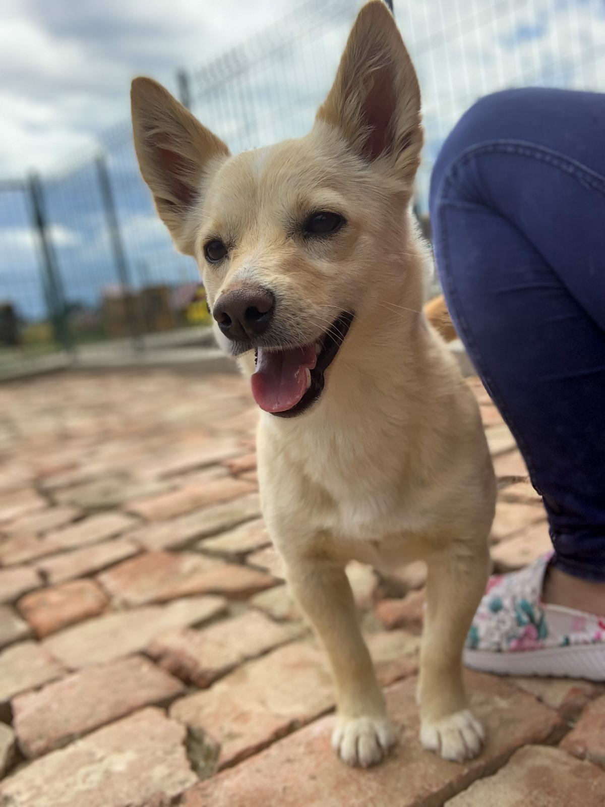 Mazica i šefica Sally traži dom!