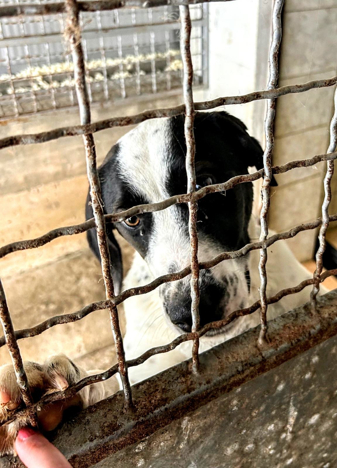 Merlin, veseljak mladi prekrasnog izgleda i karaktera