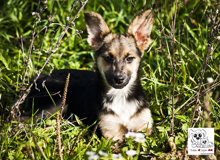 MILA-mala,mini curka želi imati dom-UDRUGA ŠAPICA