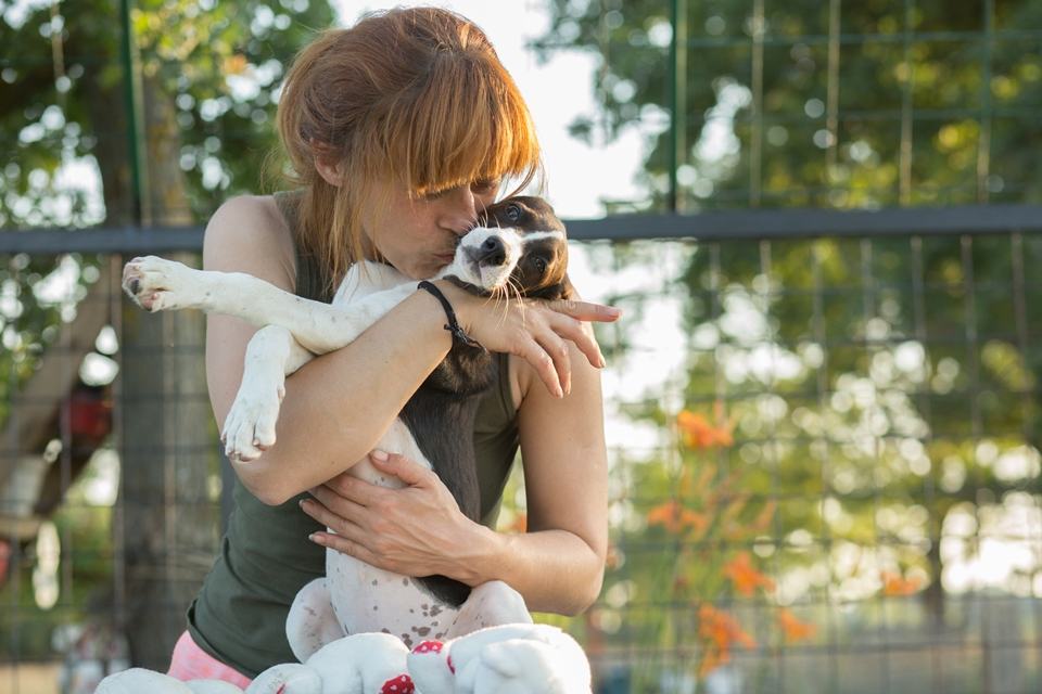 Mila, predivna beba u tipu english pointera