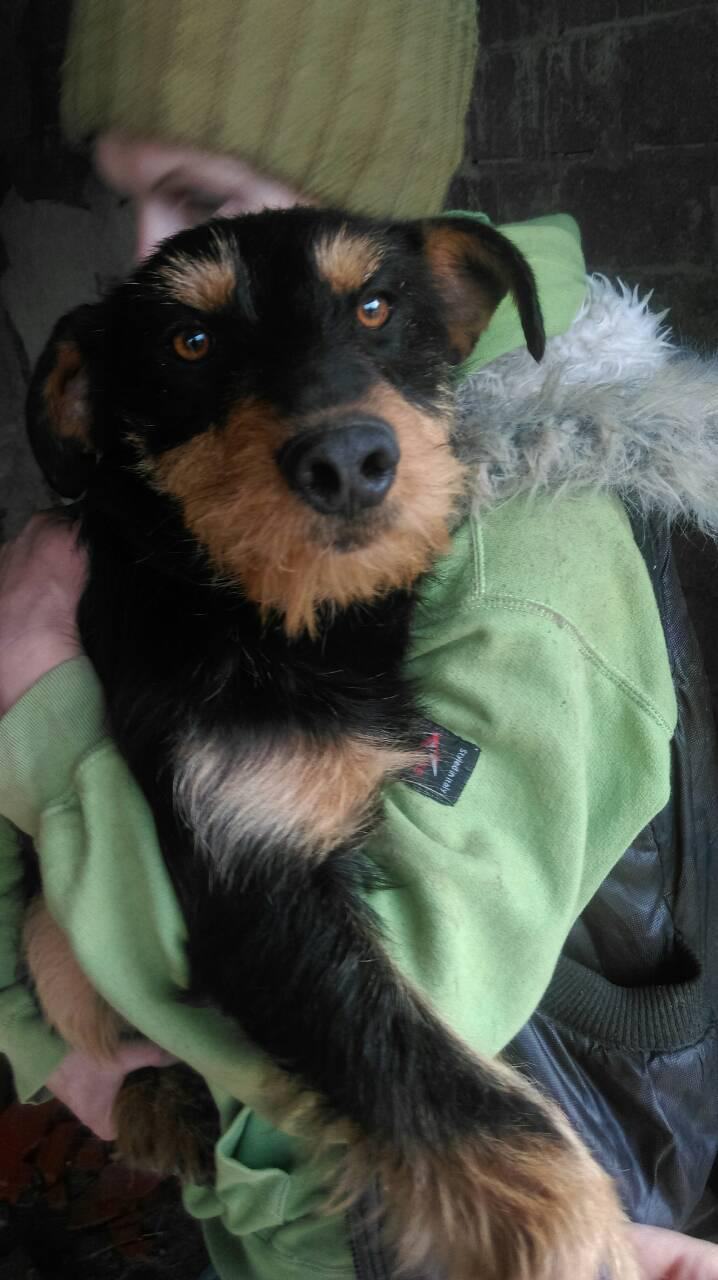 Milo traži dom bez uloge u lovu