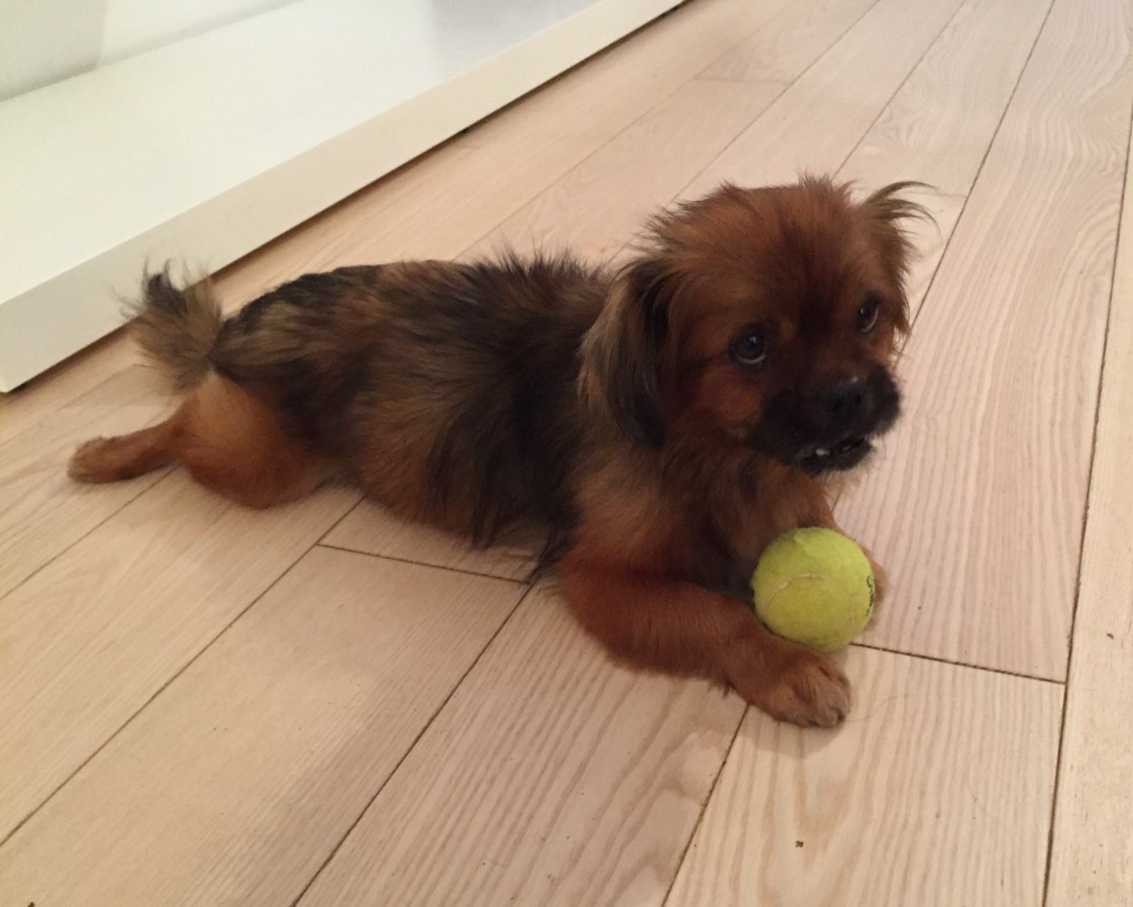 Mini pekinezer traži dom