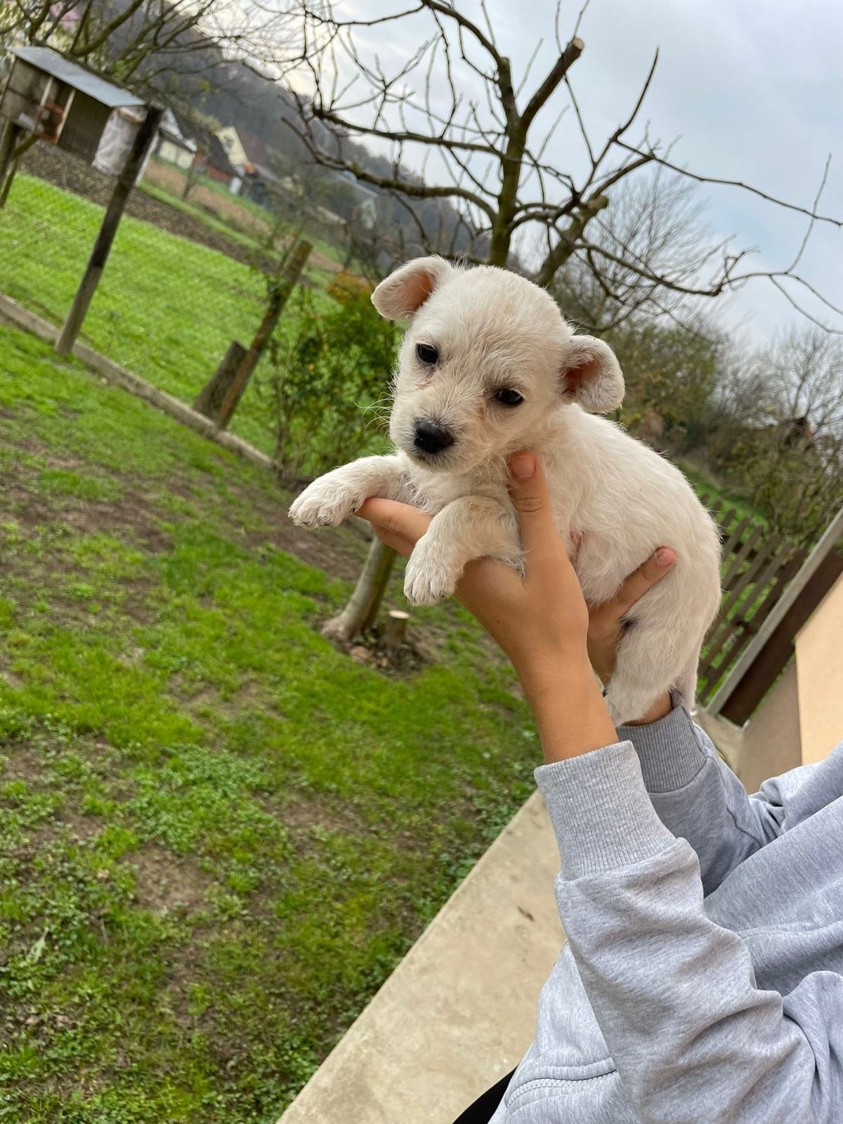 Mini yorkishire terrier