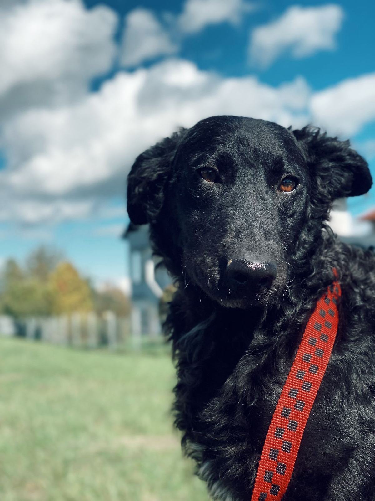 Mlada curka Puli traži dom ️