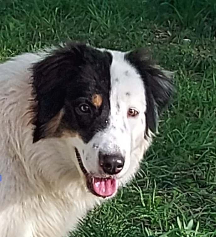 Mlada ženka traži dobar novi dom