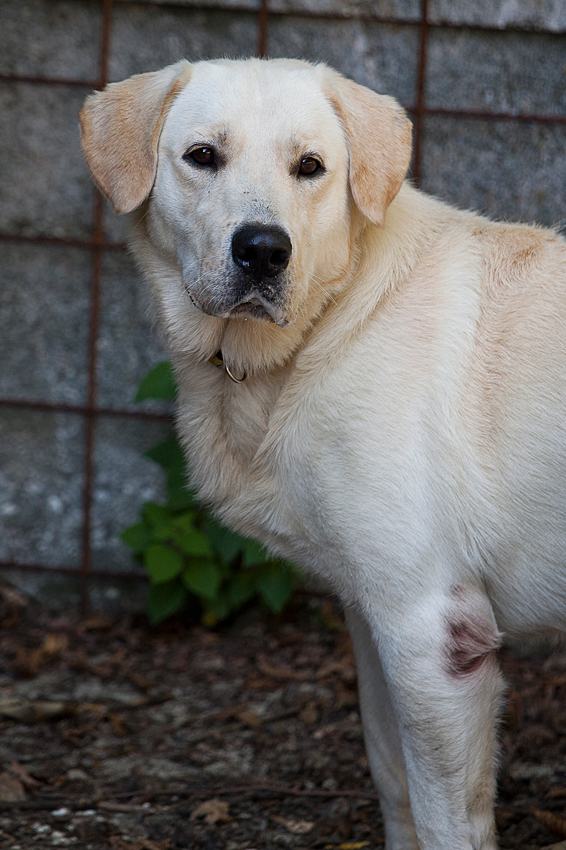 MR.WHITE-čistokrvni žuti labrador želi bit vaš ljubimac