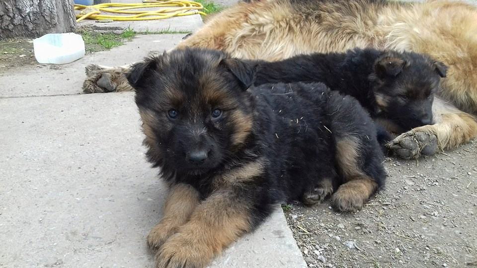 Njemacki ovcar stene musko 0998281981