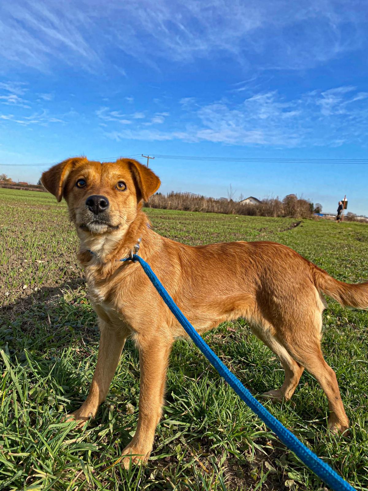 Nježno štene Luna traži dom!