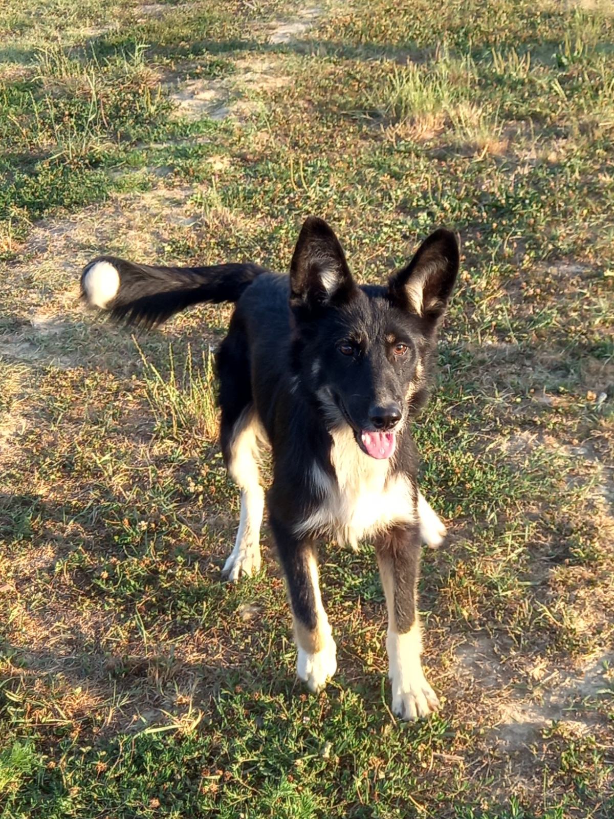 Njofra, uhati frajer traži dom