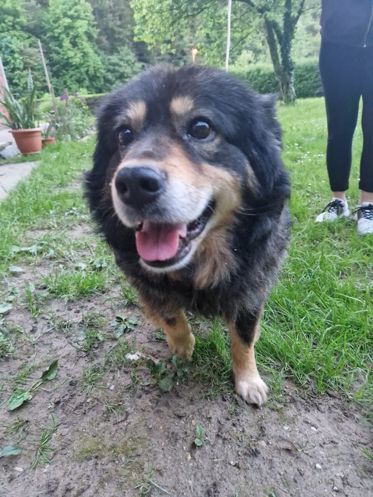 Poklanja se Medo, zdrav, poslušan dečko s najvećim očima!