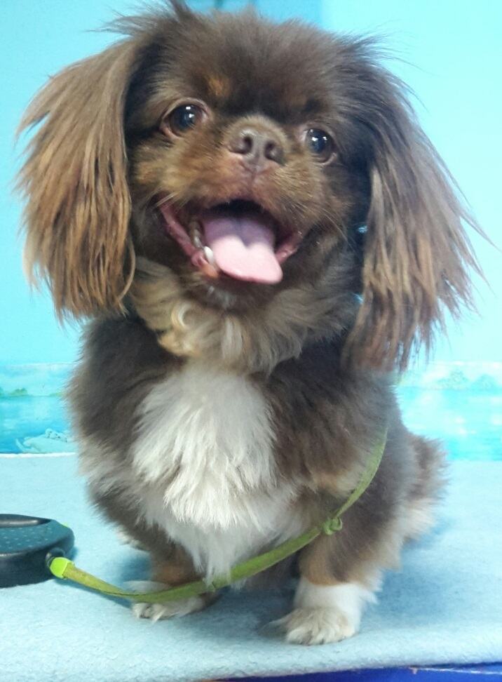 Pekić Gizmo