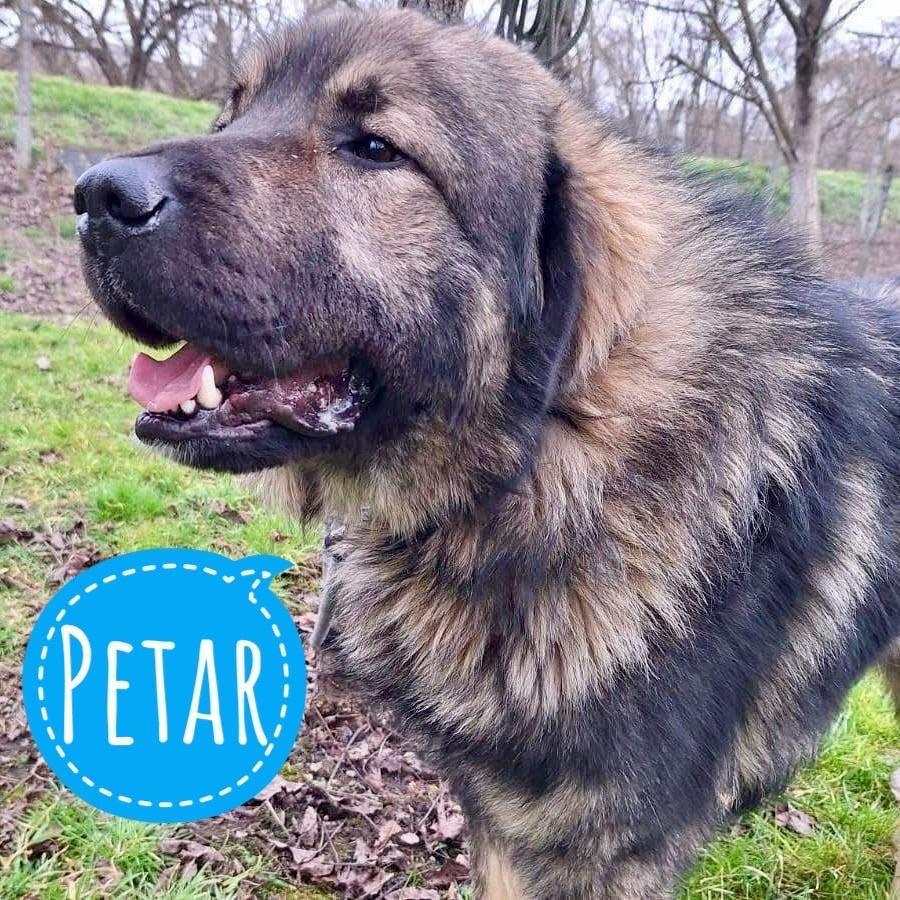 PETAR, krasni i dobri mješanac šarplaninca traži spas iz azila