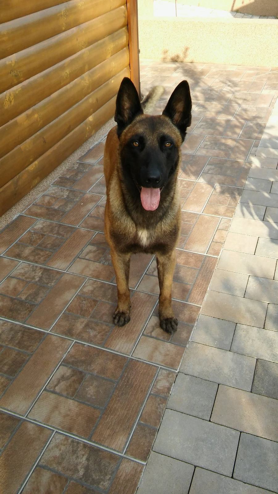 Poklanja se belgijski ovcar