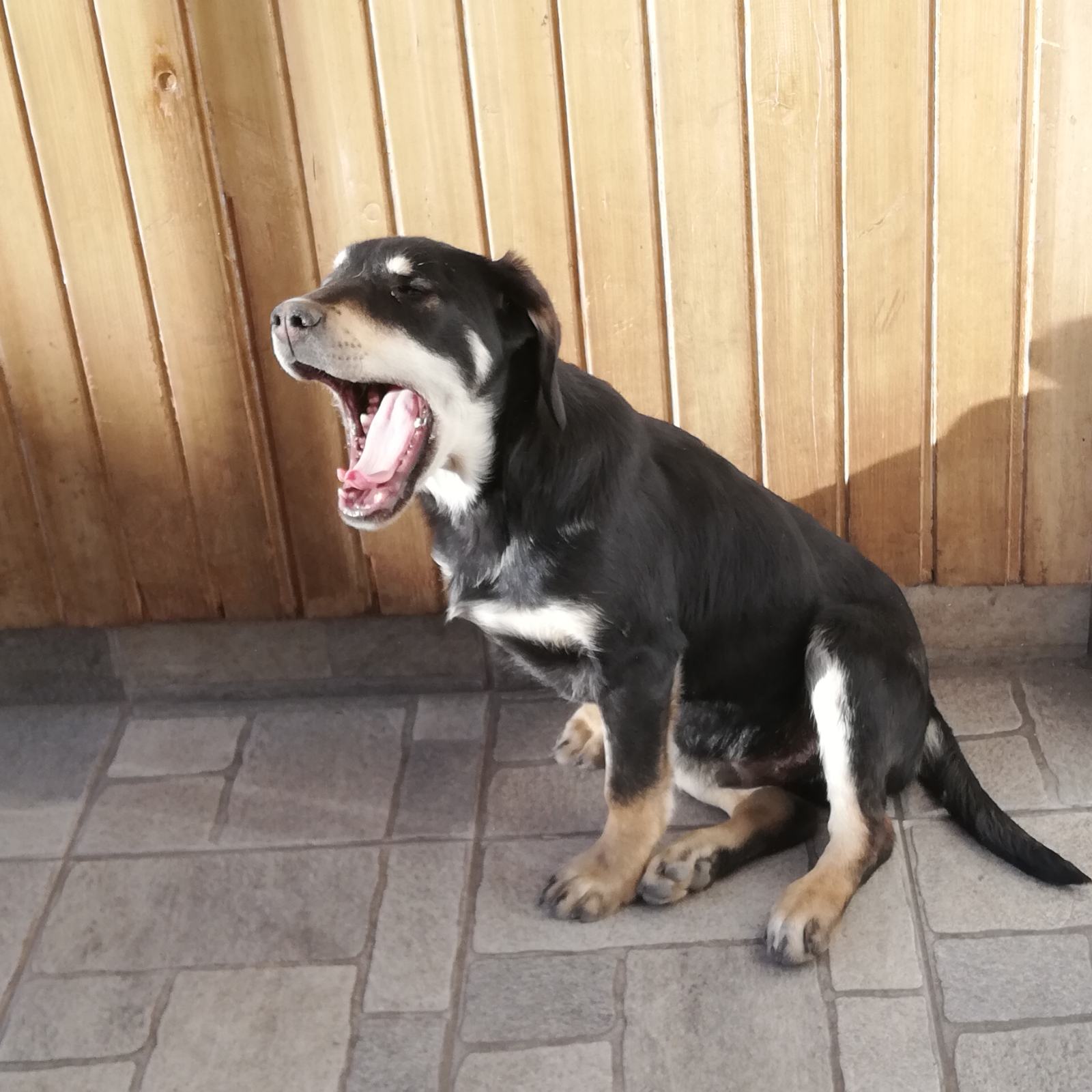 Poklanja se muški pas