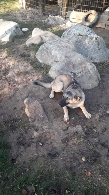 Poklanja se pas u dobre ruke