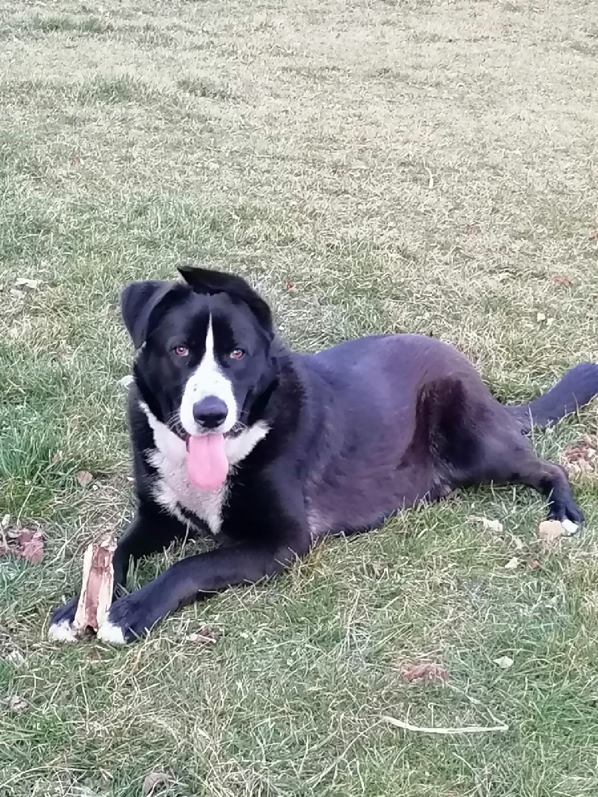 Poklanja se pas mješanac