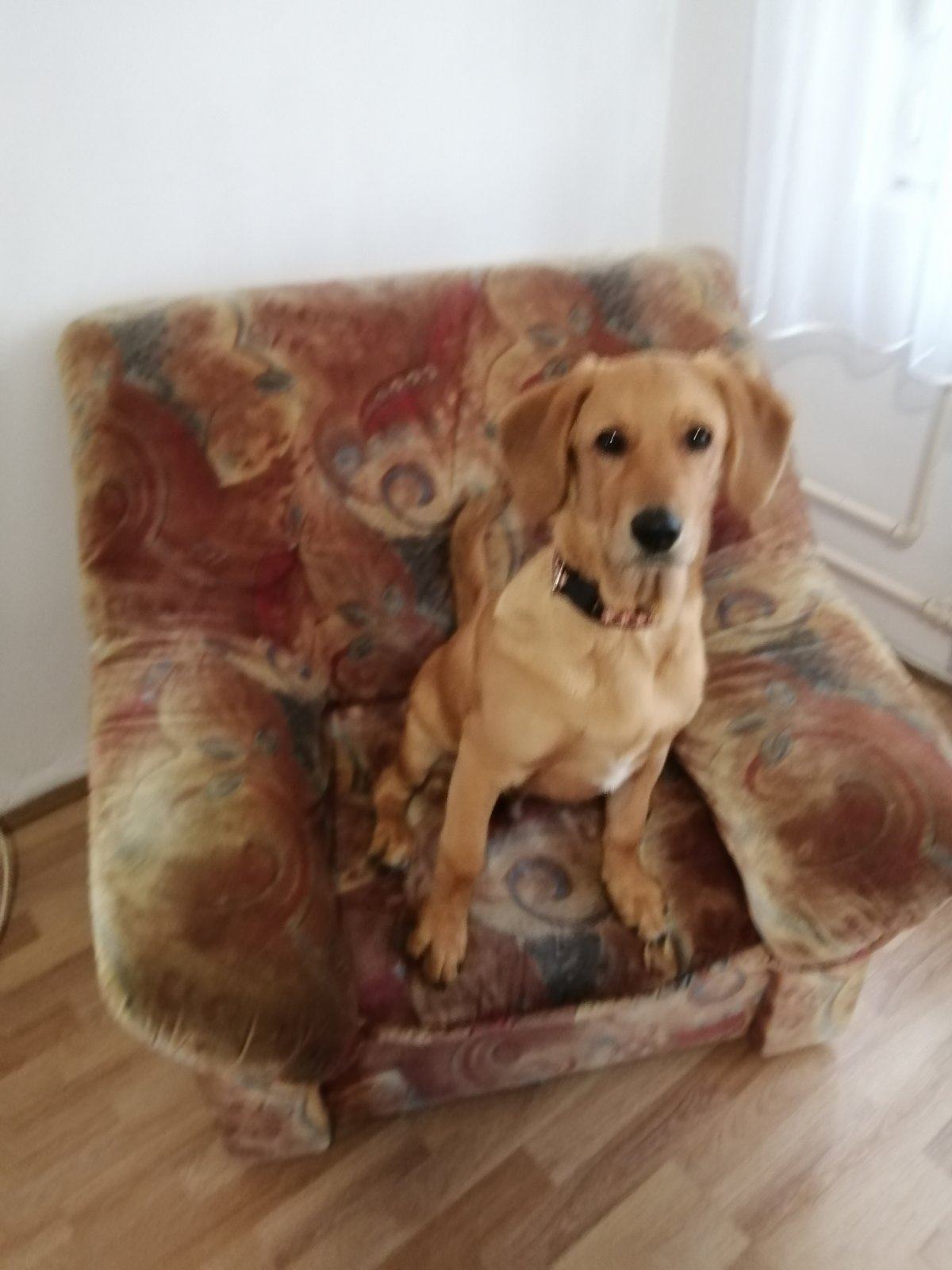 Poklanja se mladi pas pasmine Posavski gonič po majci, star 6 mjeseci.