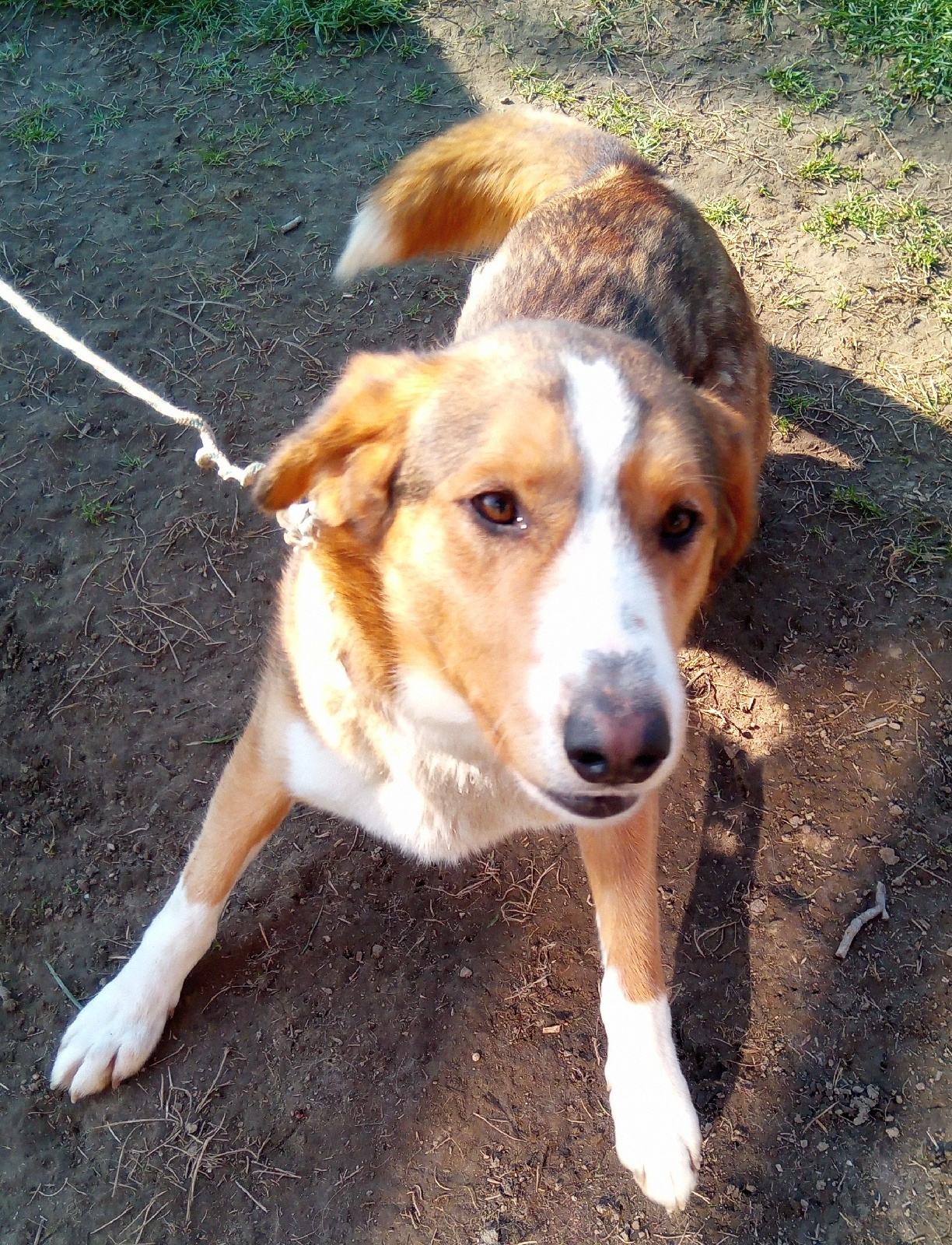 Poklanja se pas Hitno!