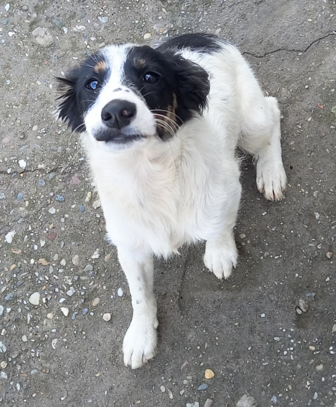 Poklanja se prelijepo, žensko štene