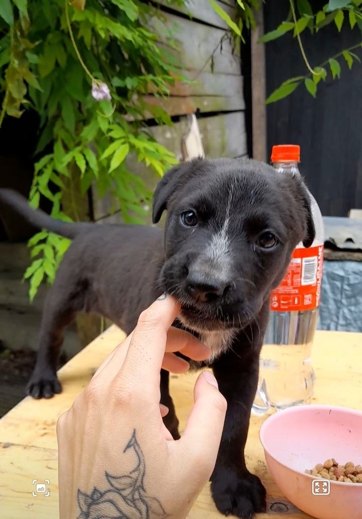 Poklanja se žensko štene