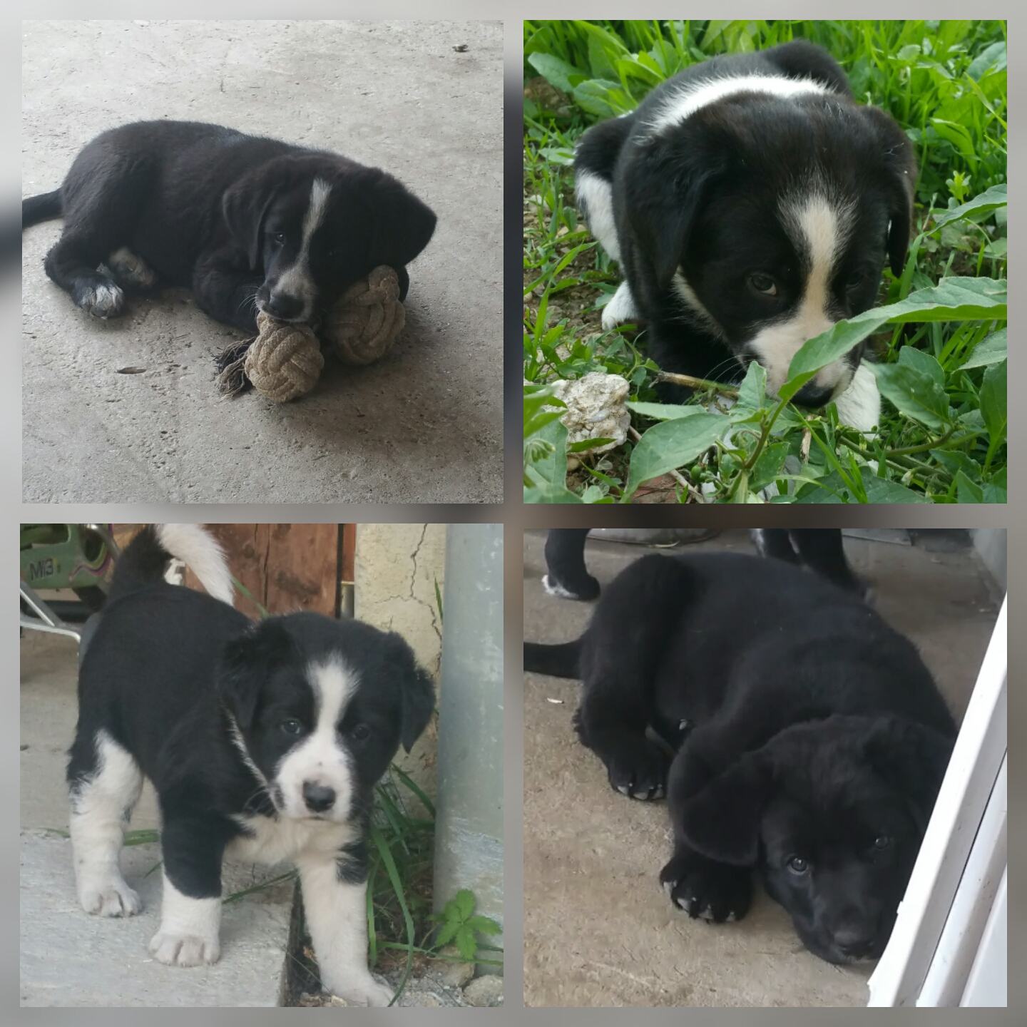 Poklanjam 3 stenca u tipu labrador/samojed