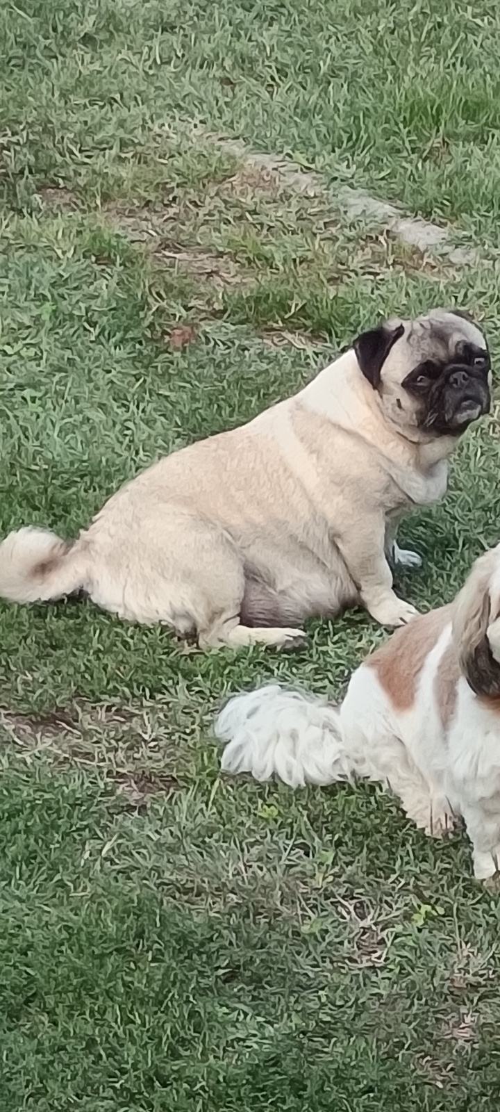 Poklanjam Mops ženku i Shih tzu ženku