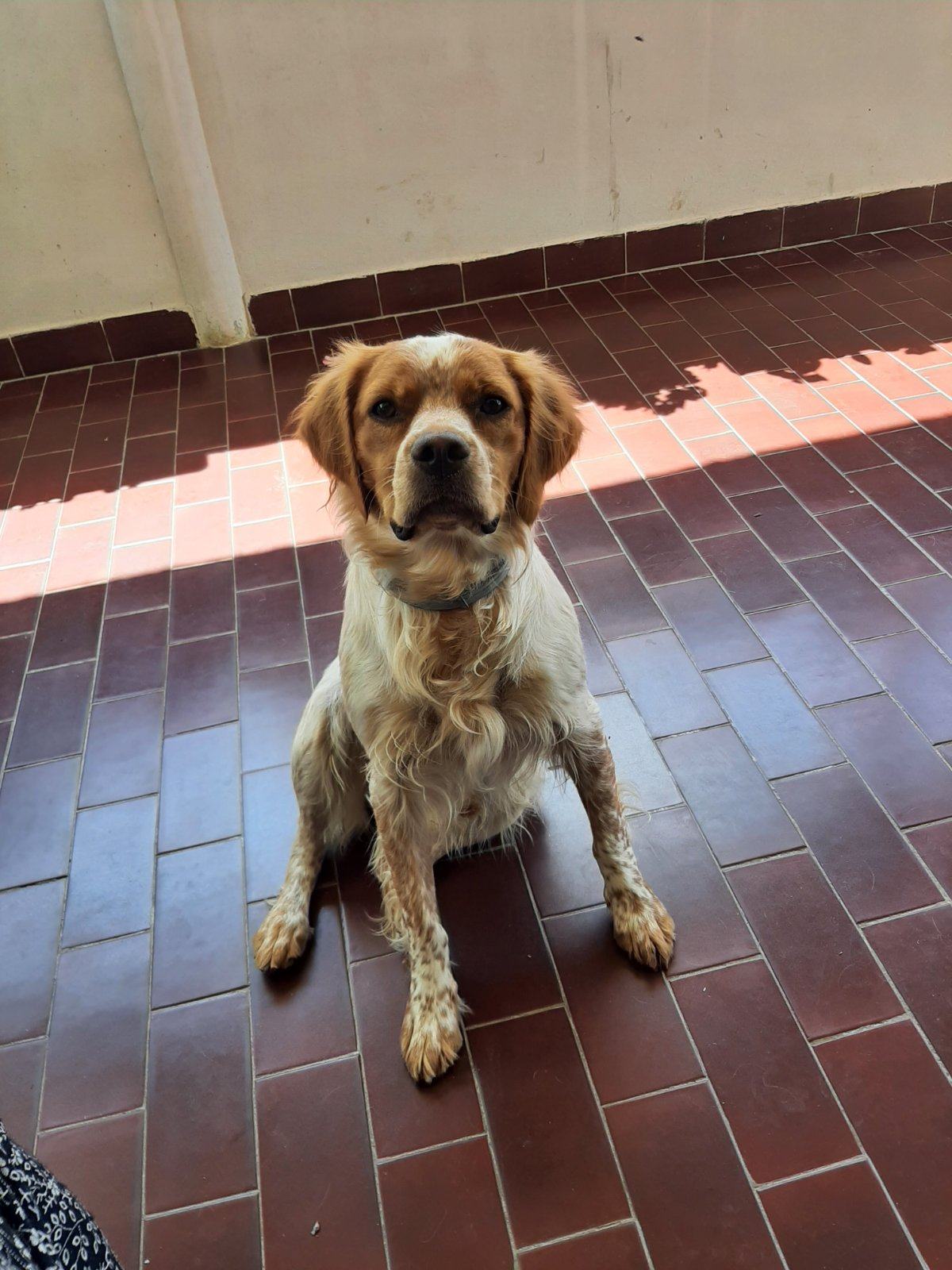 Poklanjam psa, bretonac