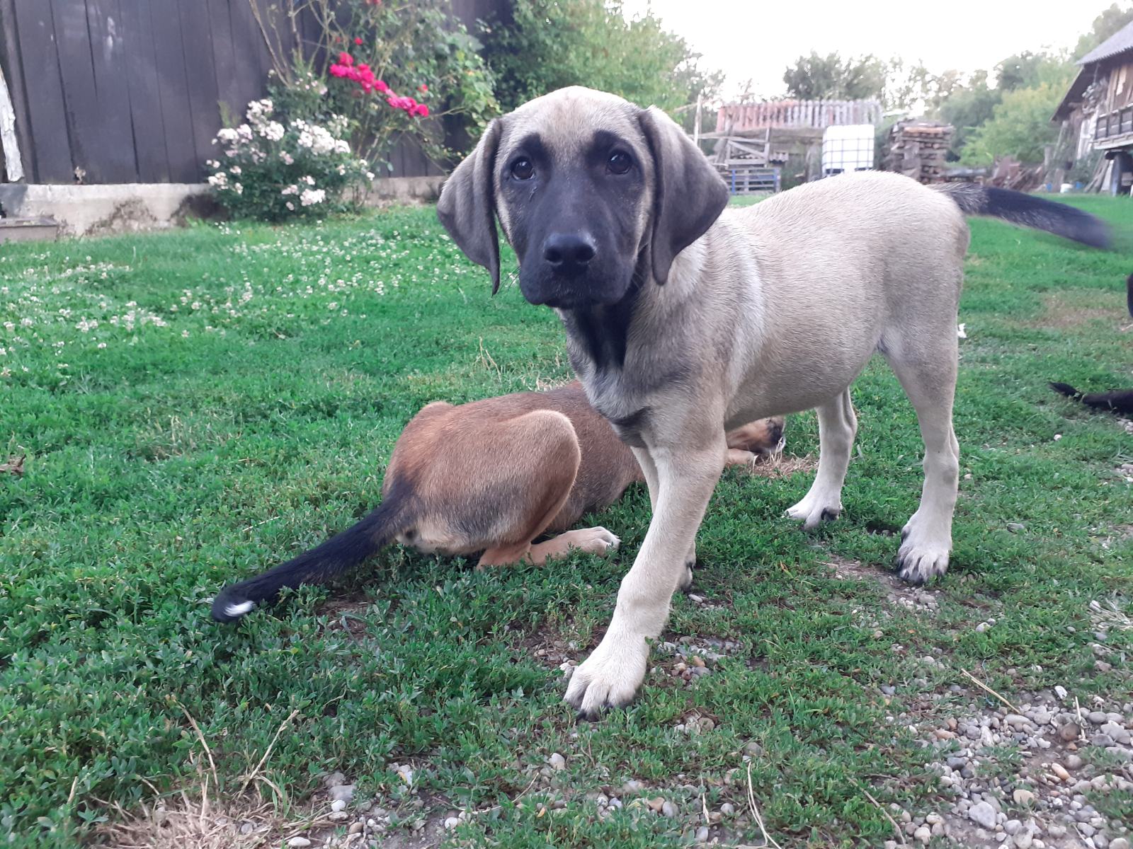 Poklanjam stence, 3mj