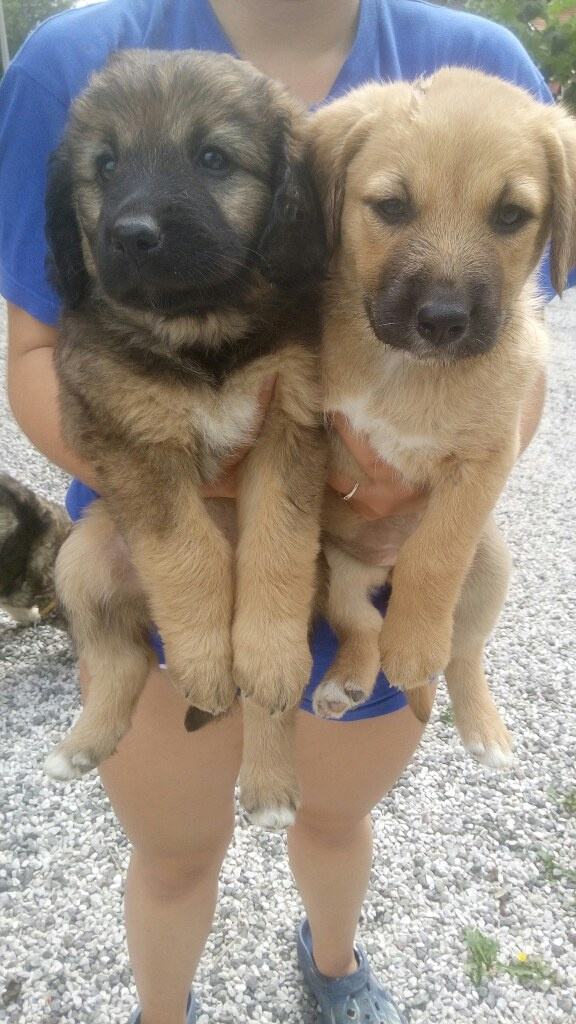 Poklanjam štence križance tornjak - zlatni retriver - labrador