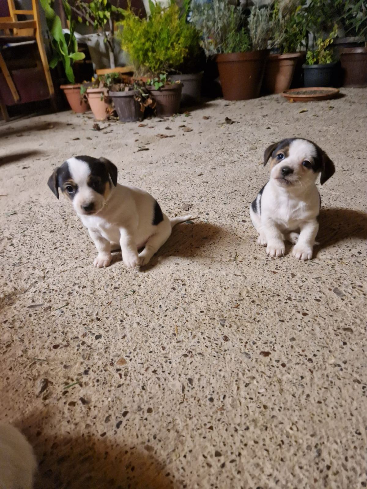 Poklanjam stence mjesance!