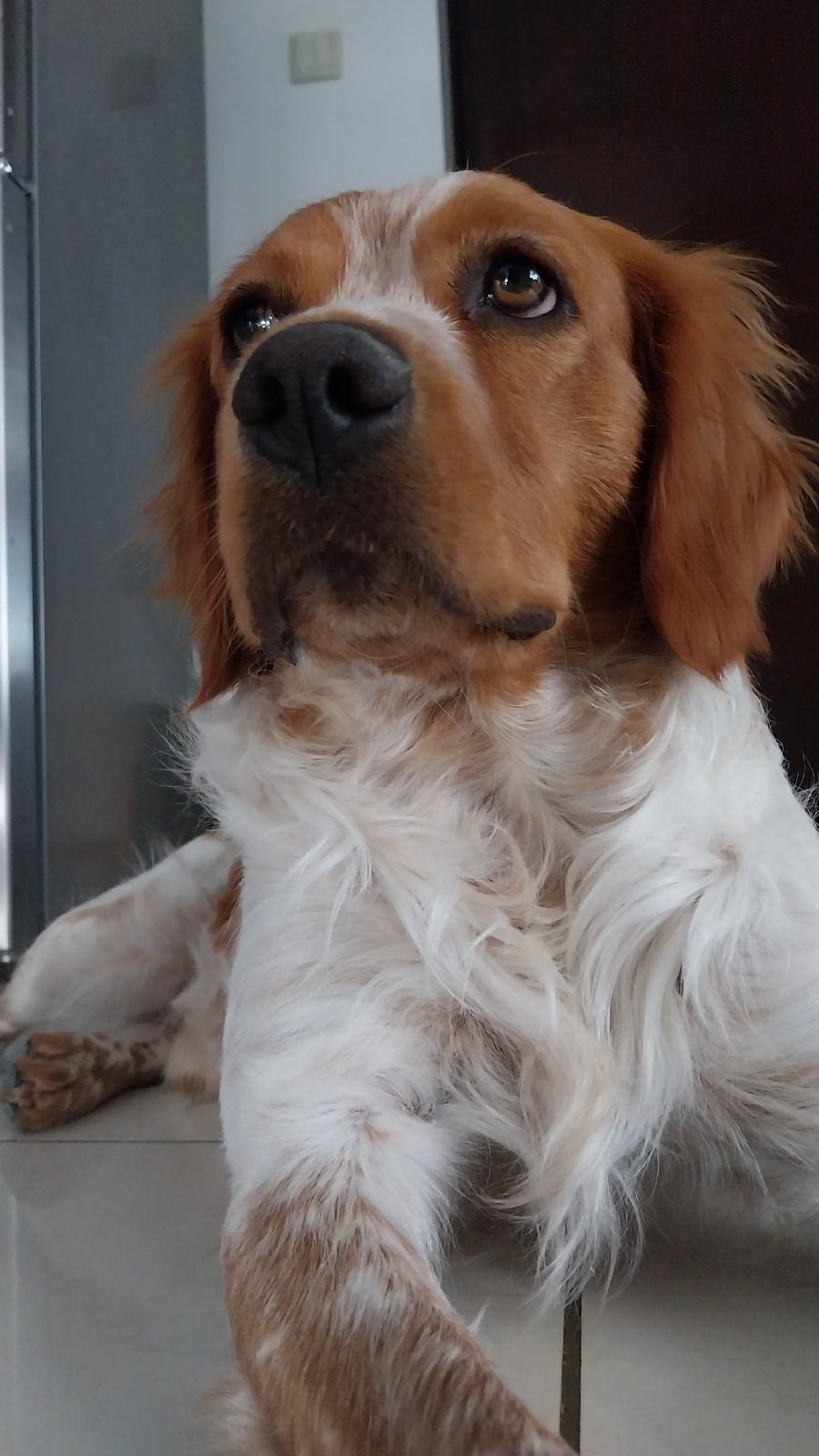 poklanjam psa bretonac - maza, obiteljski pas