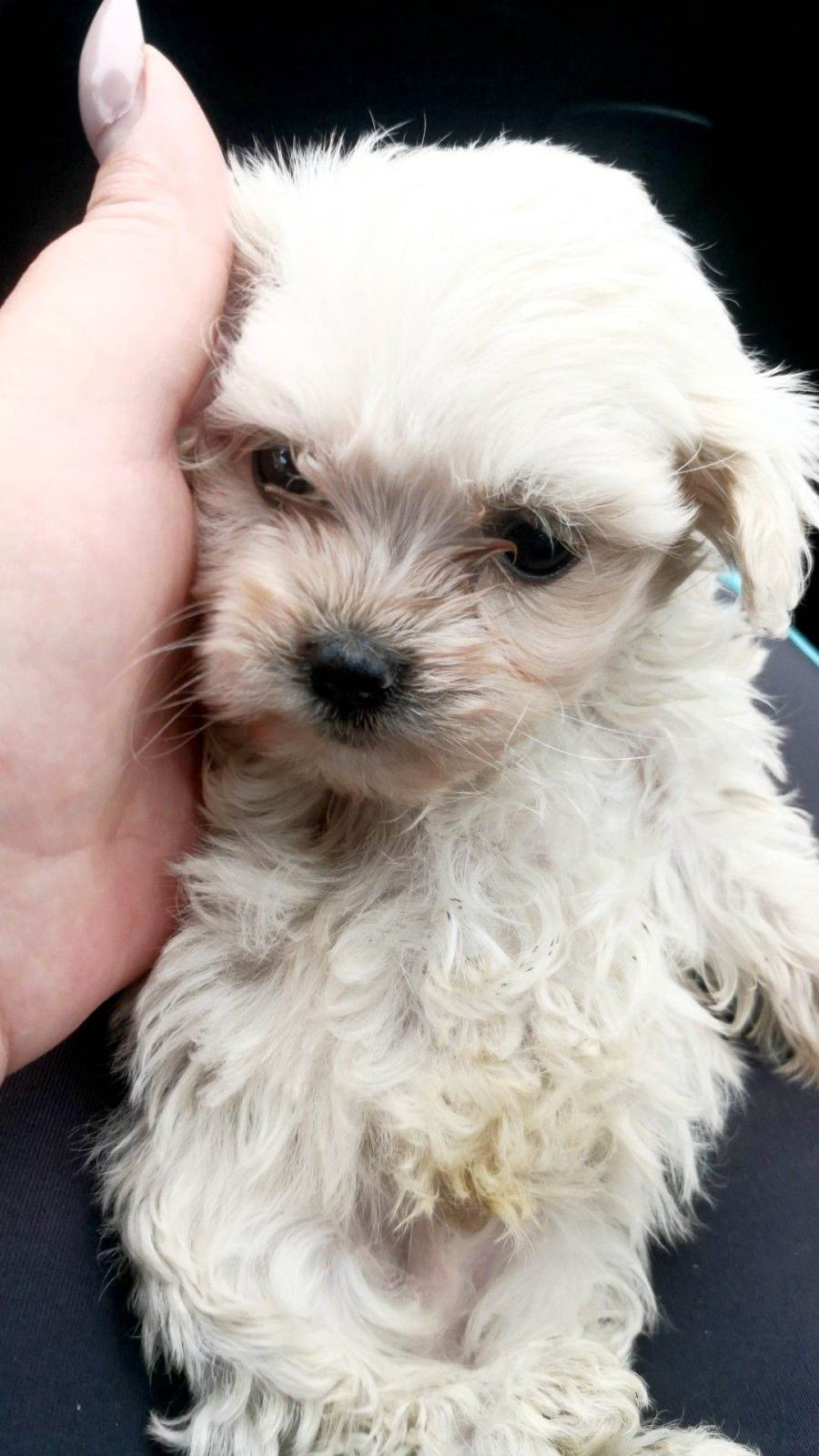 Poklanjamo stene maltezera hitno.