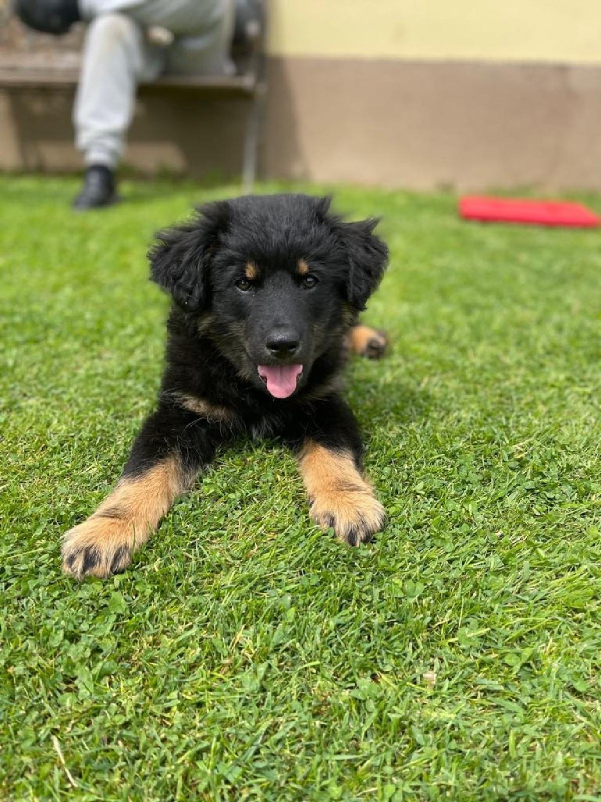 predivan čupavi Barney trazi naj naj dom