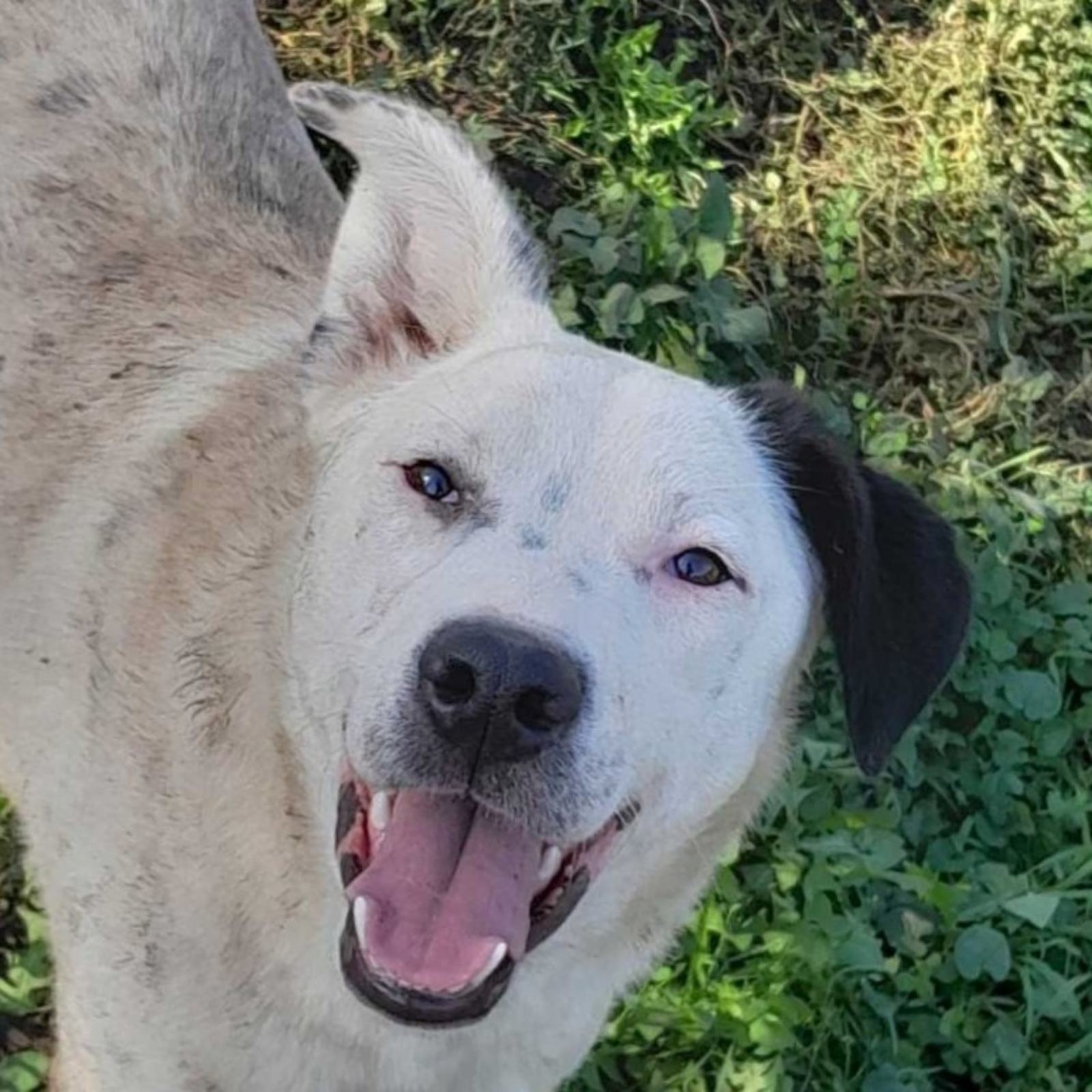 Posebna Kali trazi dom