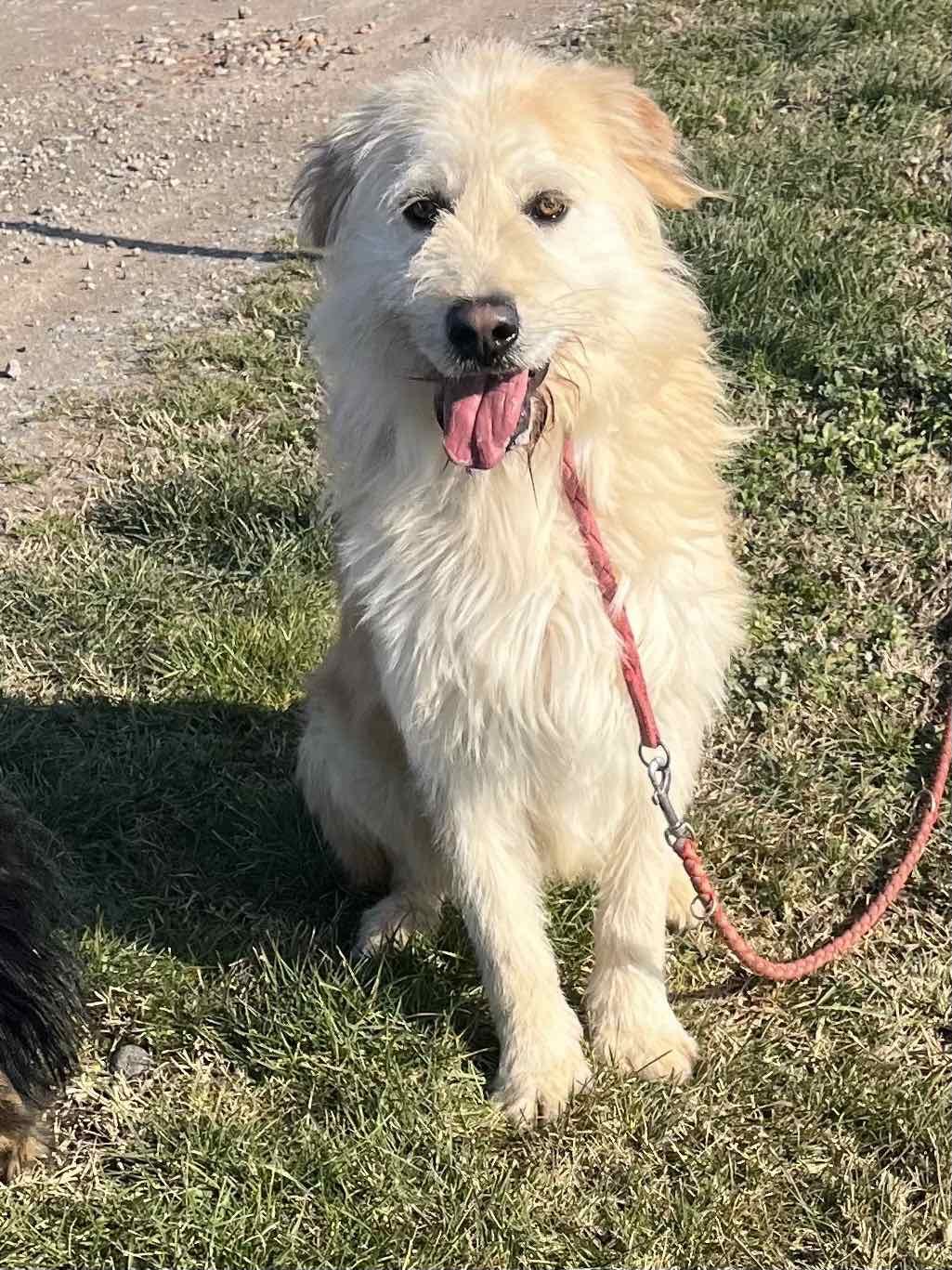 Predobri Mudri traži dom!