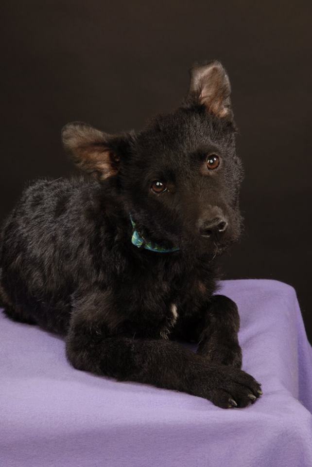 Prekrasan štenac star tri mjeseca traži dom - Lui