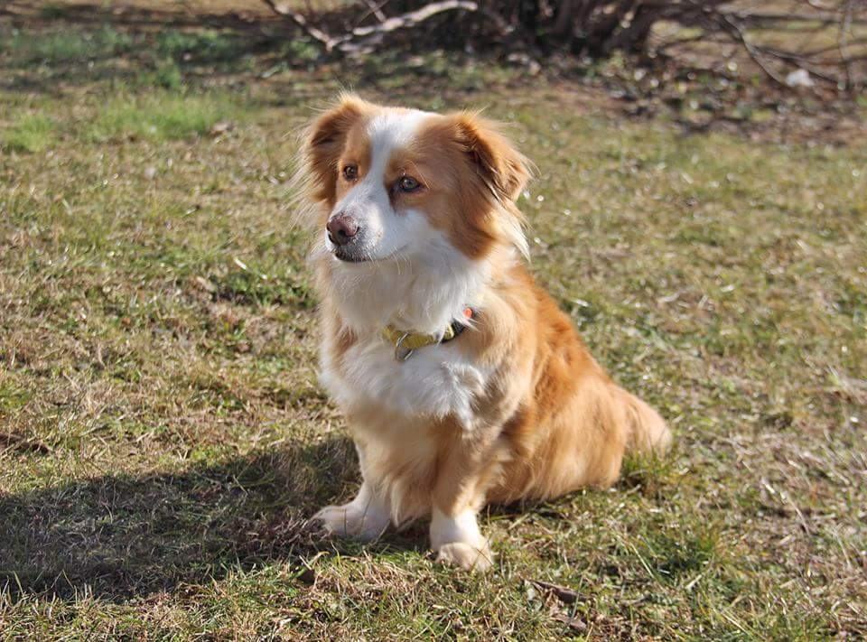 Prelijepi niskopodni, dugodlaki Toby, TRAŽI DOM