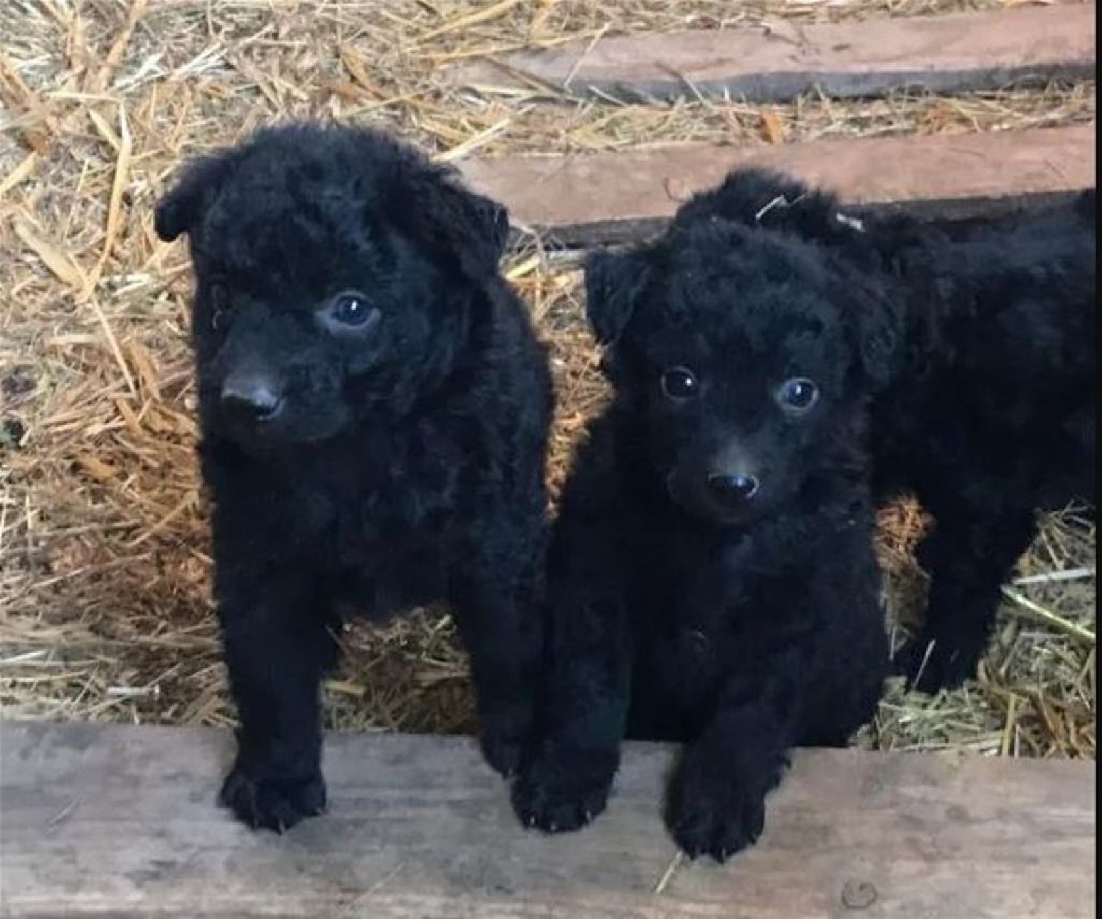 Prodajem stence Hrvatski Ovčar