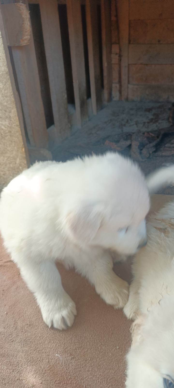 Prodajem stence, mjesanac Zlatnog retrivera i samojeda, stari mjecec i